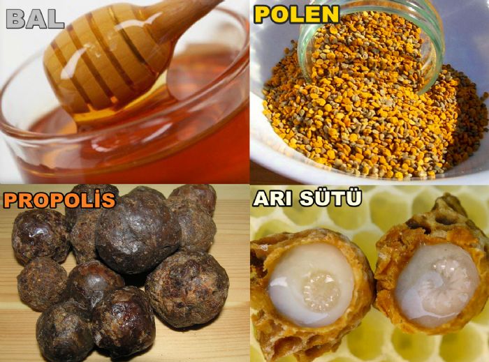 Bitki Alemi | ZAMAZİNGO | Sayfa 3
